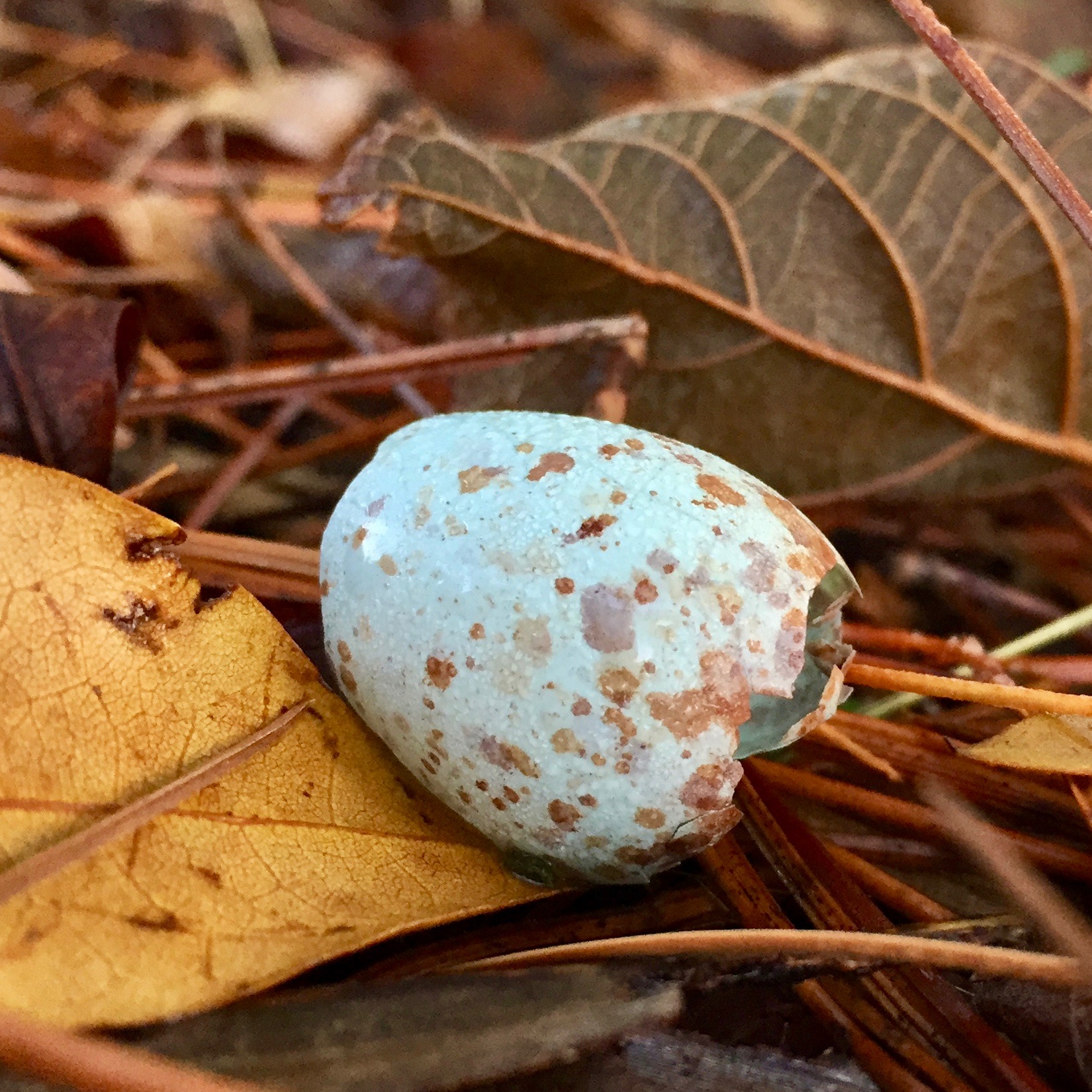 Signs Of Spring Cardinal Egg On The Ground Benweb 3 2 Signs Of Spring Cardinal Egg On The Ground Benweb 3 2