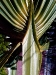 Palms of Boca Raton: Sabal palmetto – Benweb 3.3