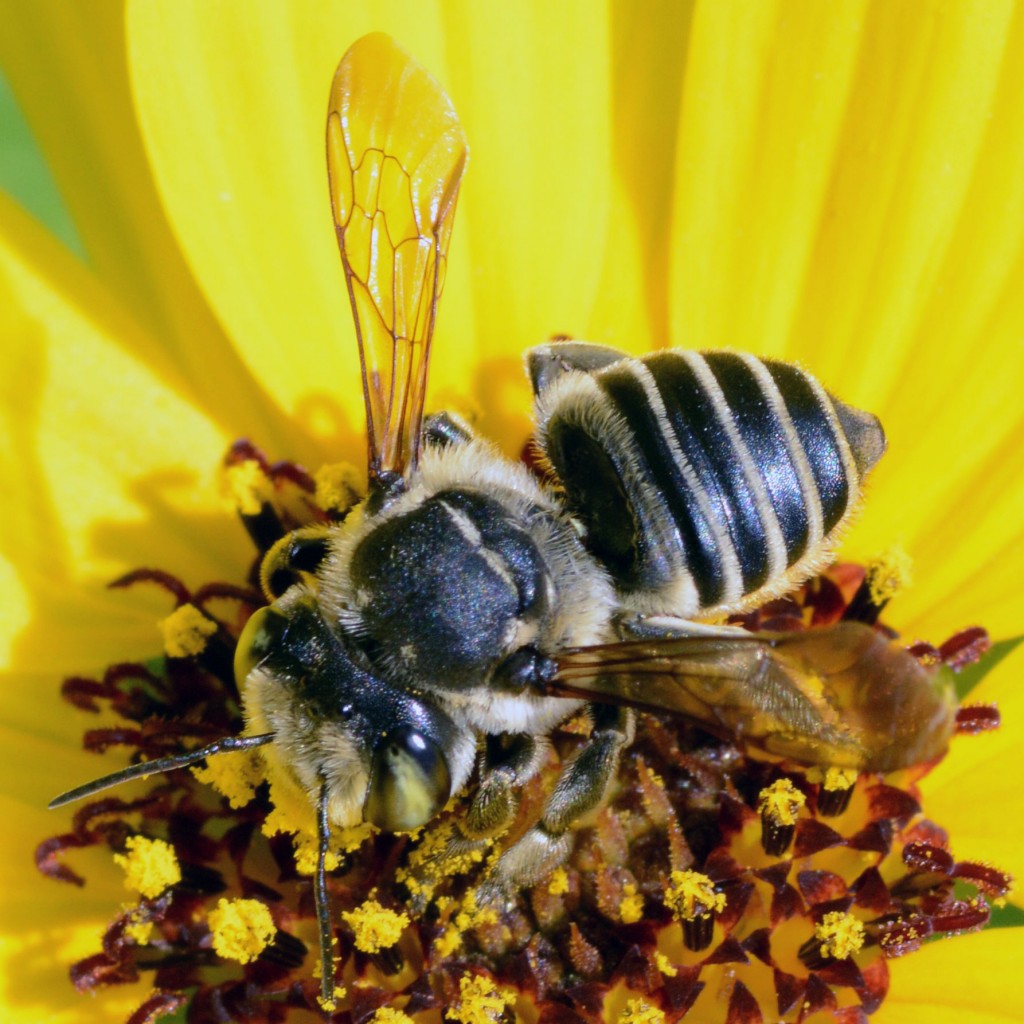 New backyard insect: Megachilid bee sp., subgenus Chelostomoides ...