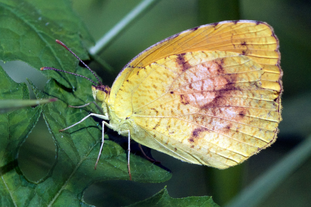 New backyard bug: Sleepy Orange butterfly – Benweb 3.3