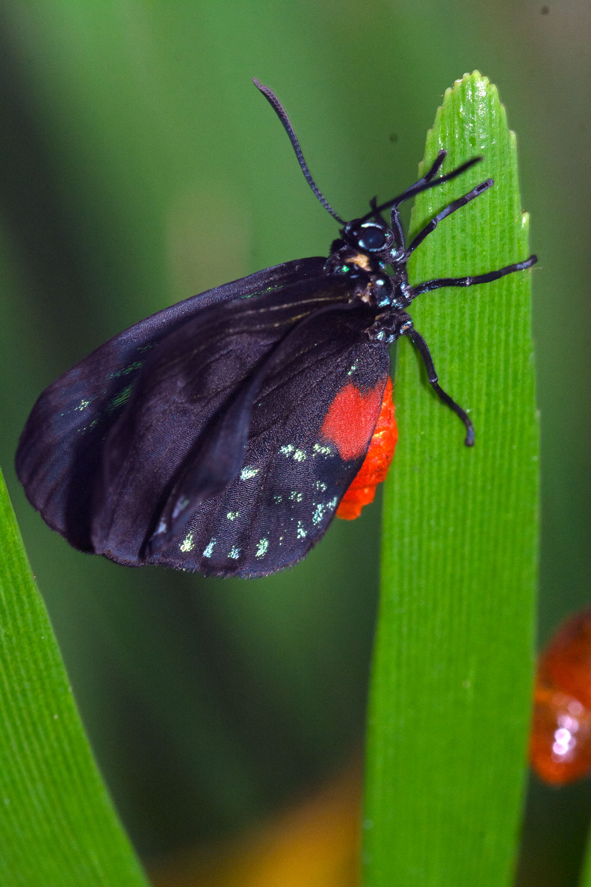 Life Cycle of the Atala Blue butterfly: a photo essay – Benweb 3.3