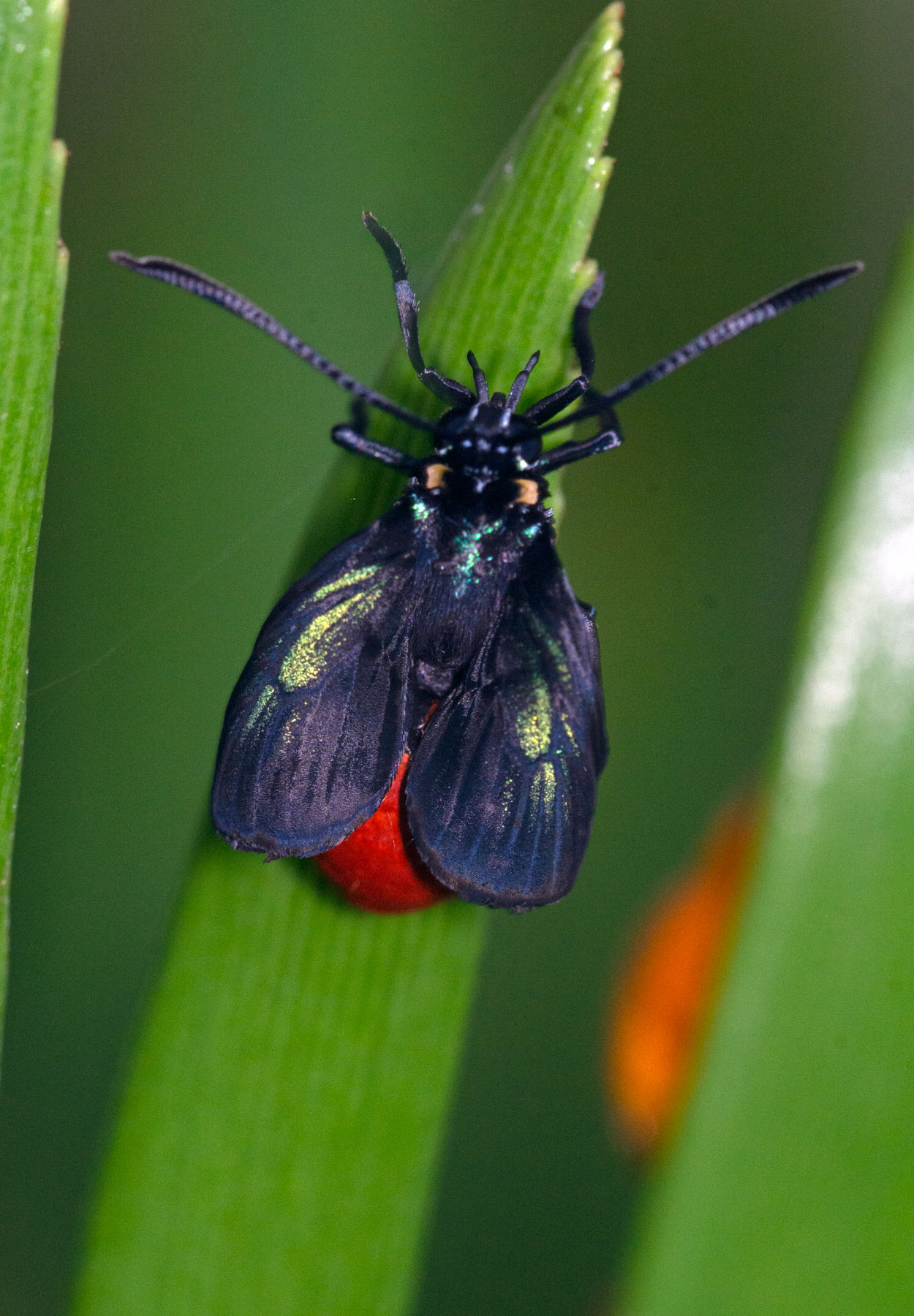 Life Cycle of the Atala Blue butterfly: a photo essay – Benweb 3.3